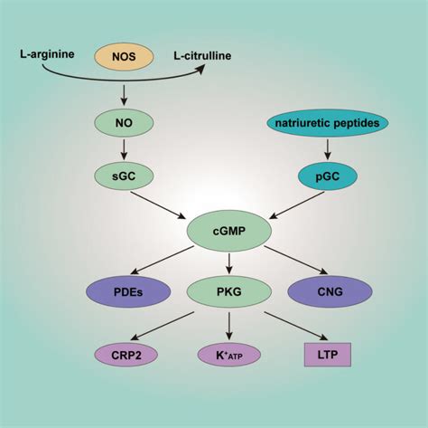 Schematic Overview Of The Nocgmp Signaling Pathway L Arginine Is Download Scientific Diagram