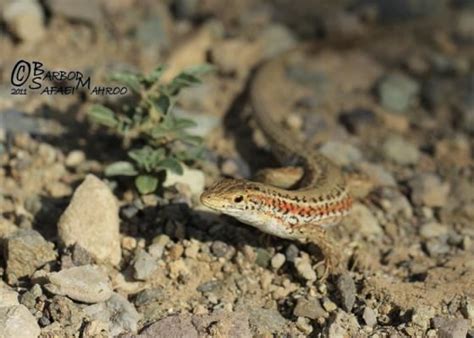 Ophisops Elegans Alchetron The Free Social Encyclopedia