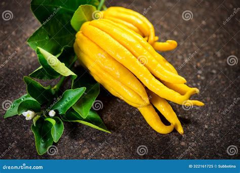 Buddha Hand Citrus Fruit Yellow Organic Fingered Citron Buddha S Hand