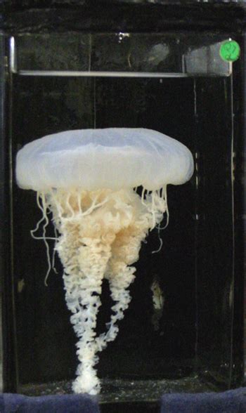 Natural History Collections Scyphozoa