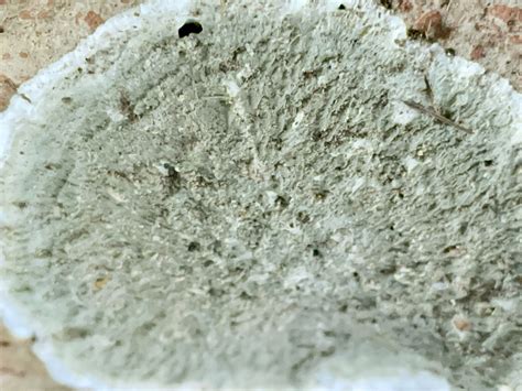 Cryptothecia Striata Gthor