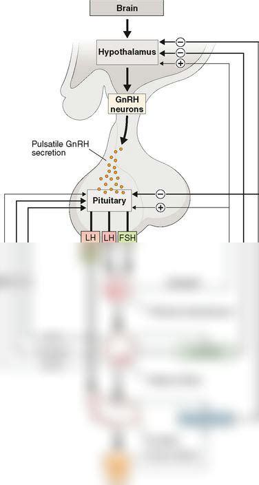 SOLUTION Ovarian Hormones Structure Biosynthesis Function Mechanism Of Action And Laboratory