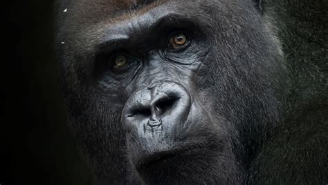 Gorilla Dicks Are Absolutely Tiny The Reason Why Is Fascinating