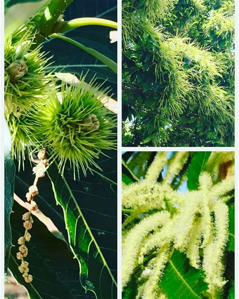 Chestnut Trees The Result Of Human Activity