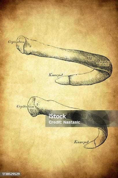 11th And 12th Rib Stock Illustration Download Image Now 19th Century 19th Century Style