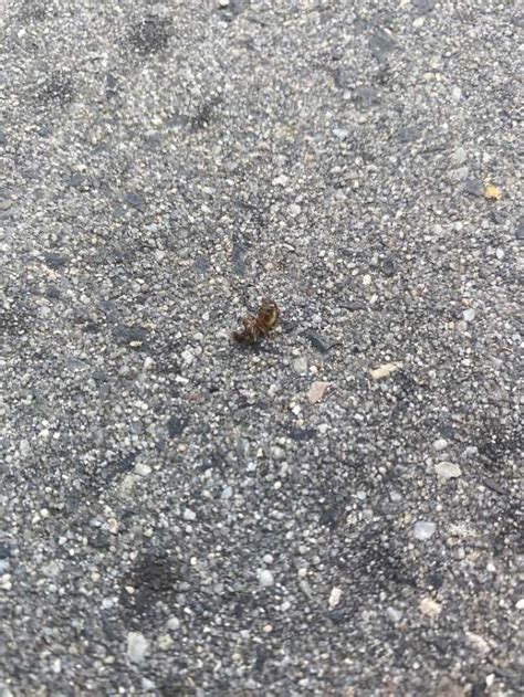Ant Genus Detection Object Detection Dataset And Pre Trained Model By