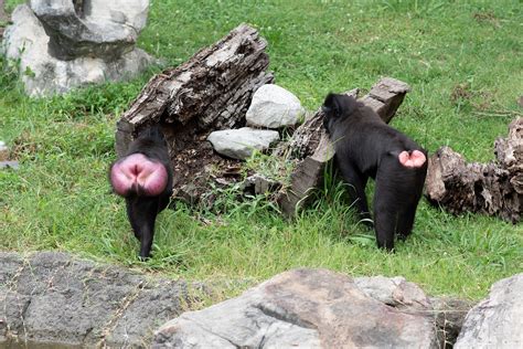 Les Macaques Macaque Singe Photo Gratuite Sur Pixabay Pixabay