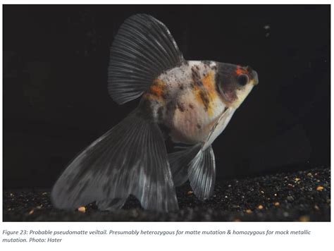 Transparency Mutations In Goldfish