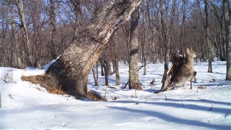 Golden Eagle Attacking Deer In Russia