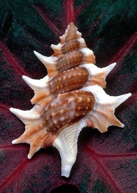 Beautiful Shell Seashells Photography Sea Shells Shells