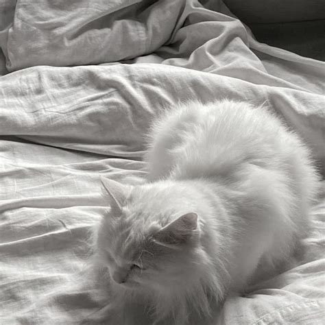 Pin By El On Aesthetic Cat Aesthetic White Cat White Cats
