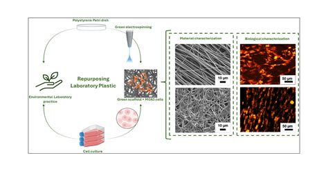 Repurposing Laboratory Plastic Into Functional Fibrous Scaffolds Via Green Electrospinning For