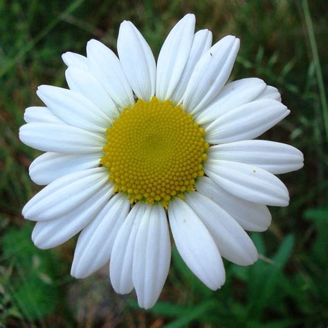 Oxeye Daisy Leucanthenum Vulgare Highbury Wildlife Gardenhighbury