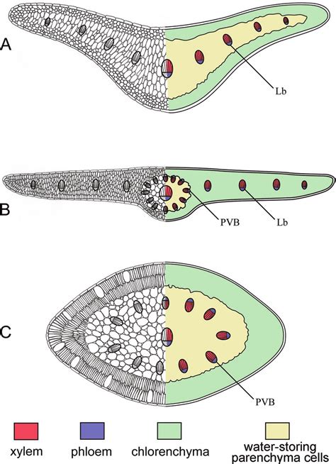 Vascular Bundle In Leaf Plant Systems Vce Bioninja