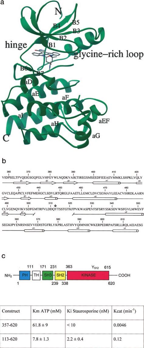 A Overall Structure Of The Phosphorylated Itk Kinase Domain Bound To Download Scientific