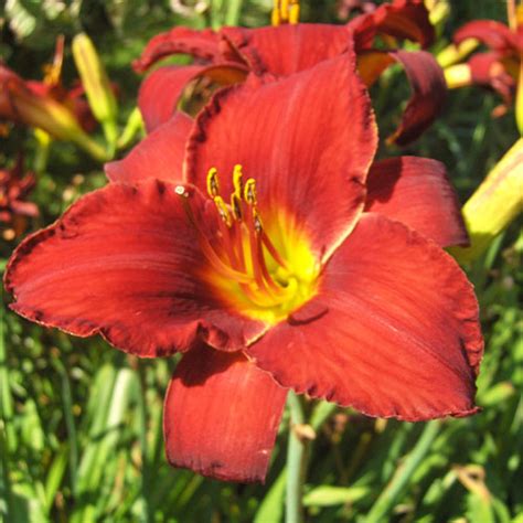 Hemerocallis Daylily Ruby Stella Order Online In Eu Directly From Holland