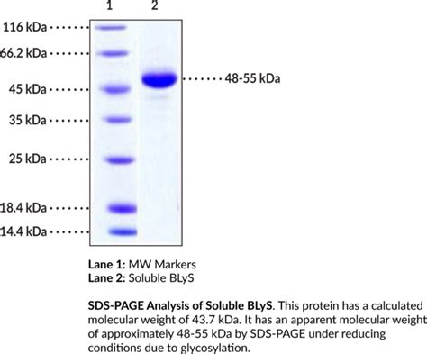 Soluble Blysbaff Human Recombinant