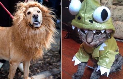 19 Adorable Animals Masquerading As Other Species Barnorama