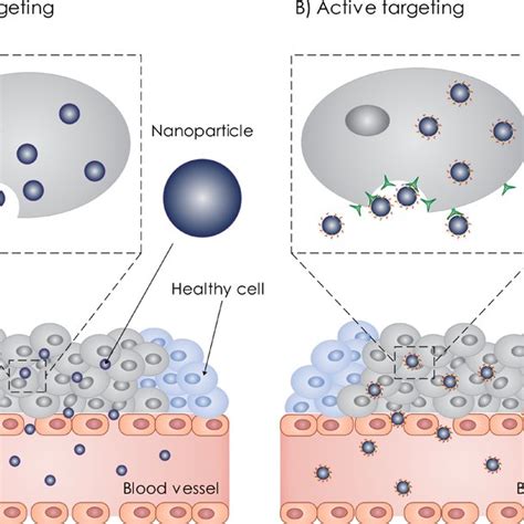A Passive Drug Targeting By Enhanced Permeation And Retention Epr Download Scientific