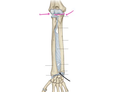 Structures Of The Forearm Quiz