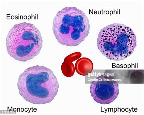 Monocyte Photos And Premium High Res Pictures Getty Images