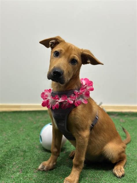 Dog For Adoption Timon A Shar Pei And German Shepherd Dog Mix In