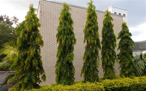 Polyalthia Lonolia ‘pendula Or Mast Tree Miss Smarty Plants
