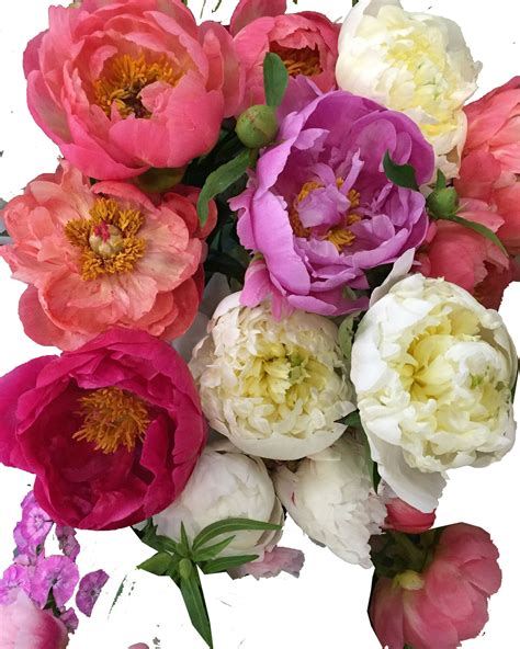 Natural Assorted Peonies Best Prices Excellent Flowers Inc