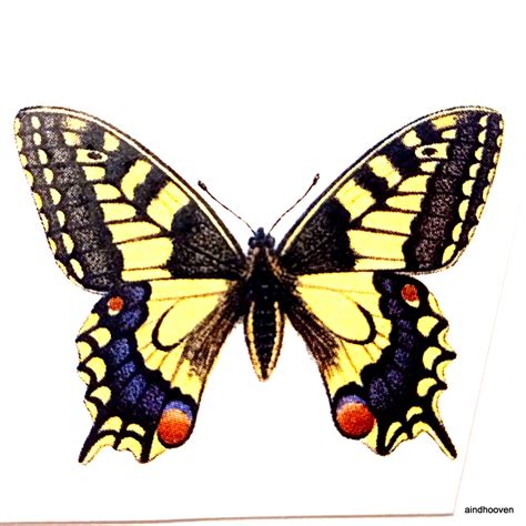 Siirdepilt Kollane Liblikas 50mm Aindhooven