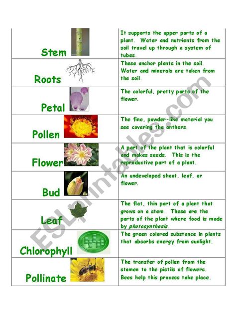 Plant Vocabulary Esl Worksheet By Kaida Worksheets Library