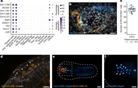 Laurie Shornick On Linkedin Neural Crest Lineage In The