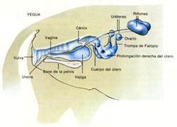 Diagrama Del Sistema Reproductivo Del Caballo Macho