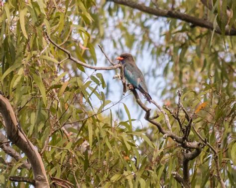 Oriental Dollarbird Facts Diet Habitat And Pictures On Animaliabio