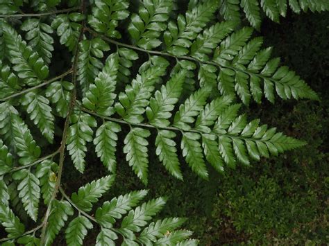 Rumohra Adiantiformis Gforst Ching Plants Of The World Online