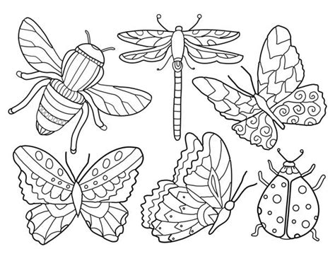 9000 Outline Beetle Bug Insect Stock Illustrations Royalty Free