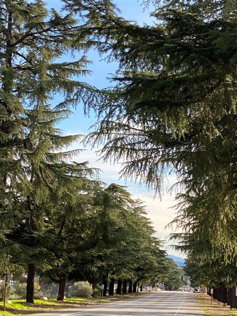 Horticultural Corner Meet This Tree Cedar Deodar Robinson Gardens