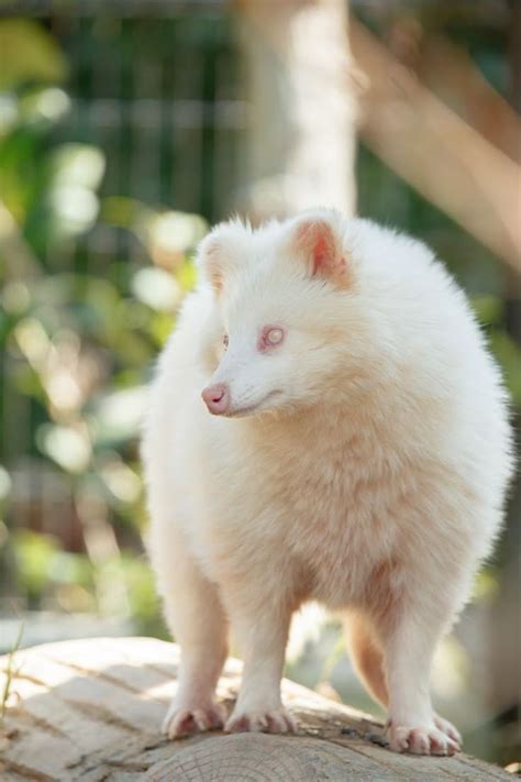 Pin On Animals In White Albino Animals Weird Animals Rare Animals