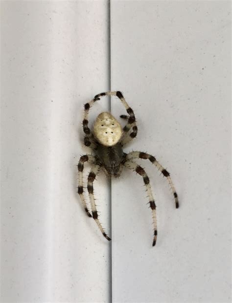 Marbled Orb Weaver Pest Control Canada