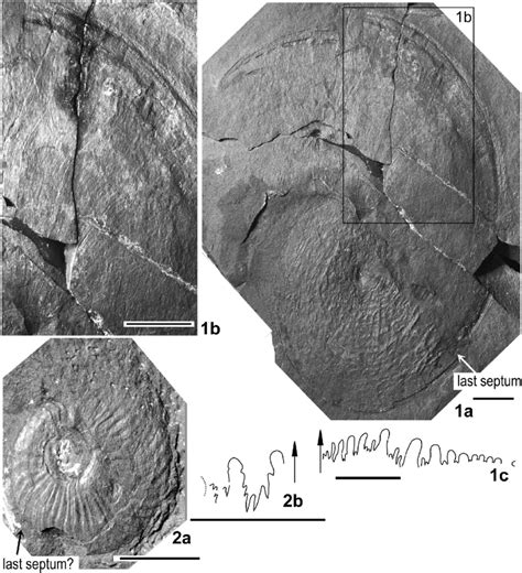 Ammonoid Fossils From The Upper Olenekian Lower Triassic Osawa