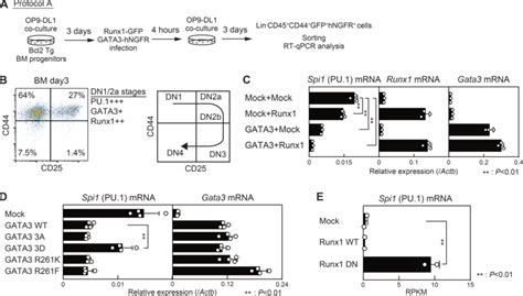 Introduction Of Runx1 And Gata3 Represses Spi1 Expression In Download Scientific Diagram