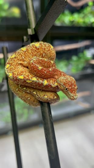 Blue Designer Green Tree Python By Ariellimaxarboreals