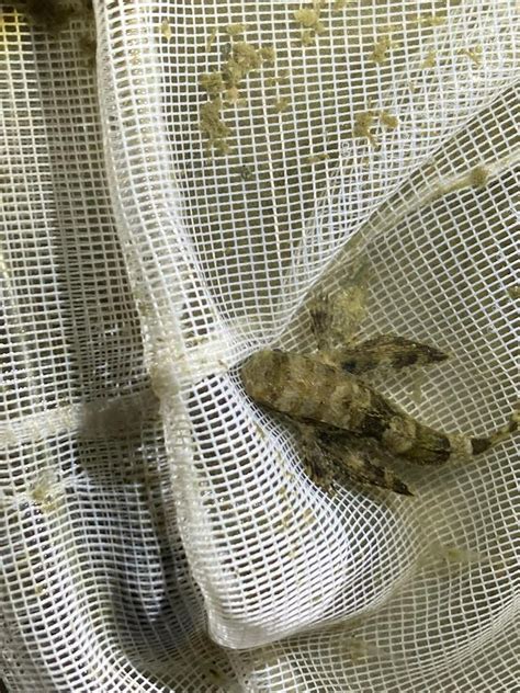 Cool Ct Fish Album On Imgur