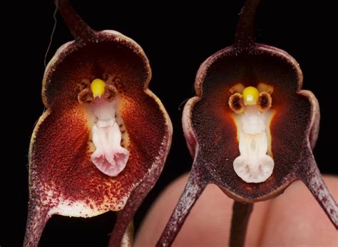 La Historia De La Orquídea Vampiresa Un Nuevo Hallazgo En Las