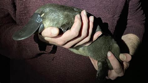 Ep 1 4 Bonus Platypus Youtube