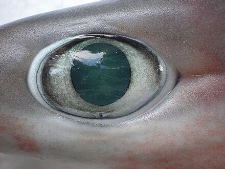 Shark Wikipedia