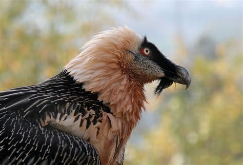 Bearded Vulture