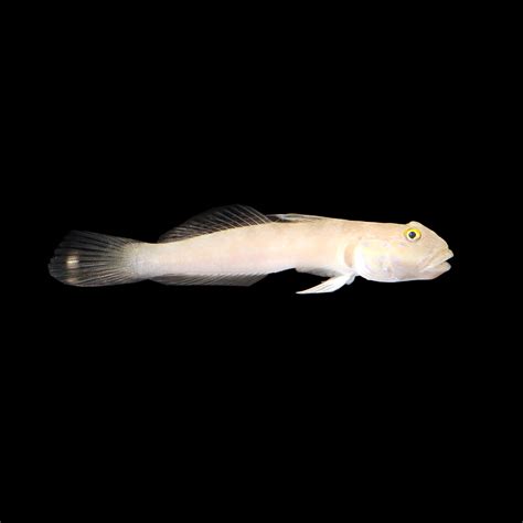 White Sleeper Goby Valenciennea Sexguttata Aquarium Arts