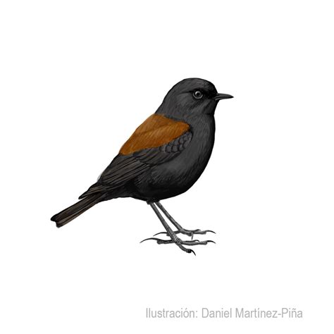 Colegial Austral Roc