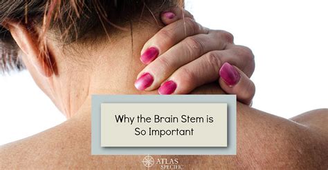 Why The Brain Stem Is So Important