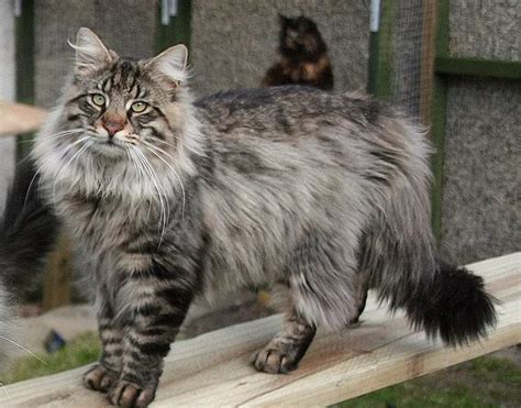 House Cat Breeds That Get Big At Fred Morales Blog